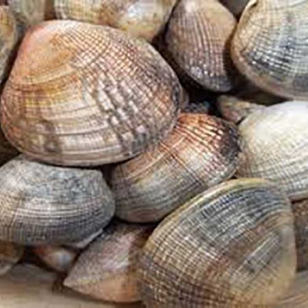 Palourdes vivantes – les 100gr. – Cap d'Hag